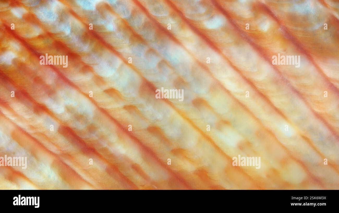 Shell of the Icelandic scallop (Chlamys islandica). Specimen from the ...