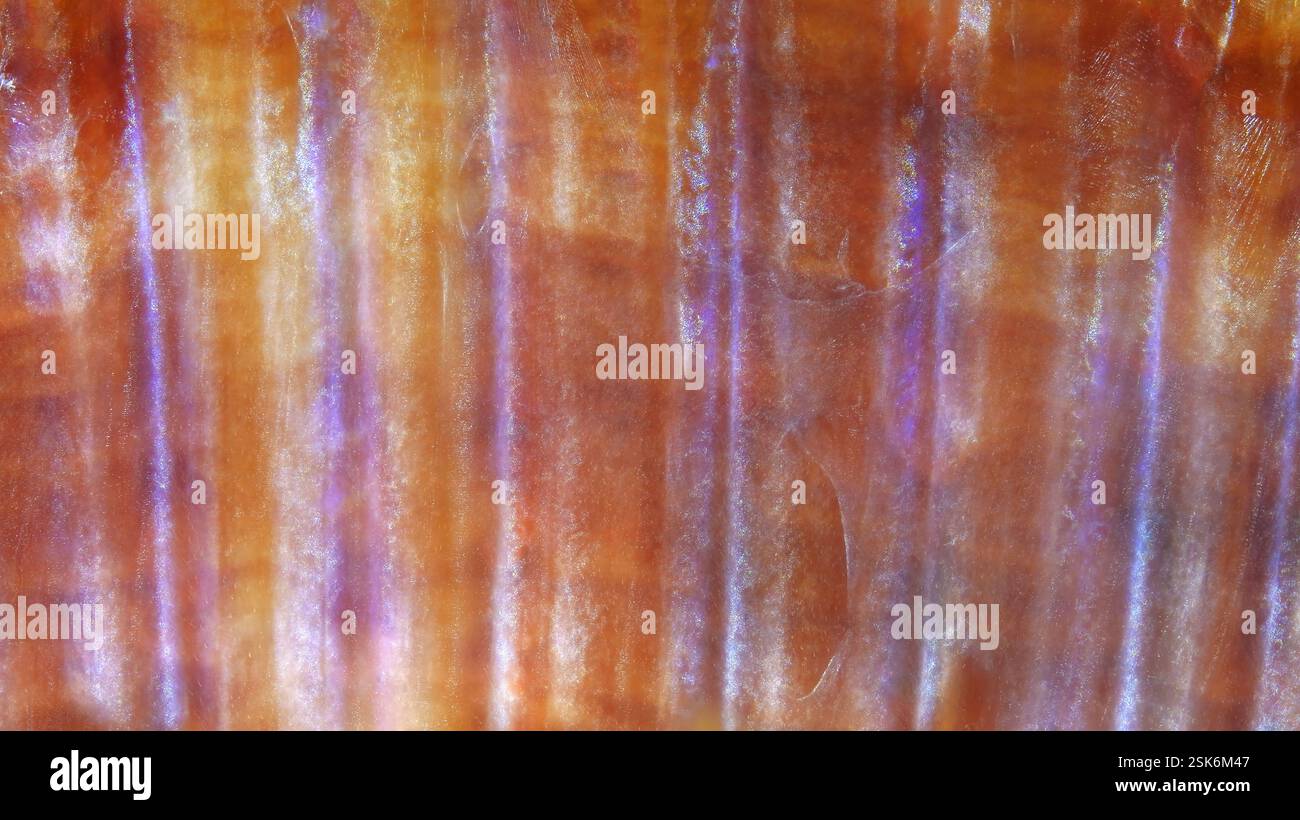 Shell of the Icelandic scallop (Chlamys islandica). Specimen from the ...