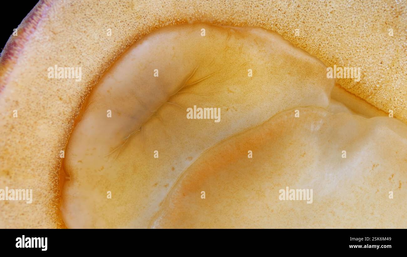 Mottled red chiton (Tonicella marmorea) mouth. This mollusc feeds on ...