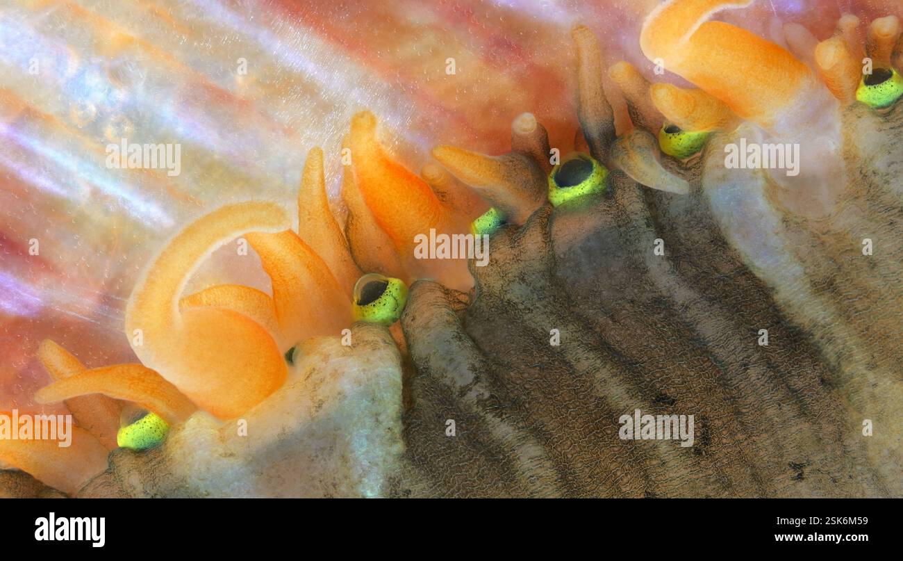 Mantle tentacles and eyes of an Icelandic scallop (Chlamys islandica ...