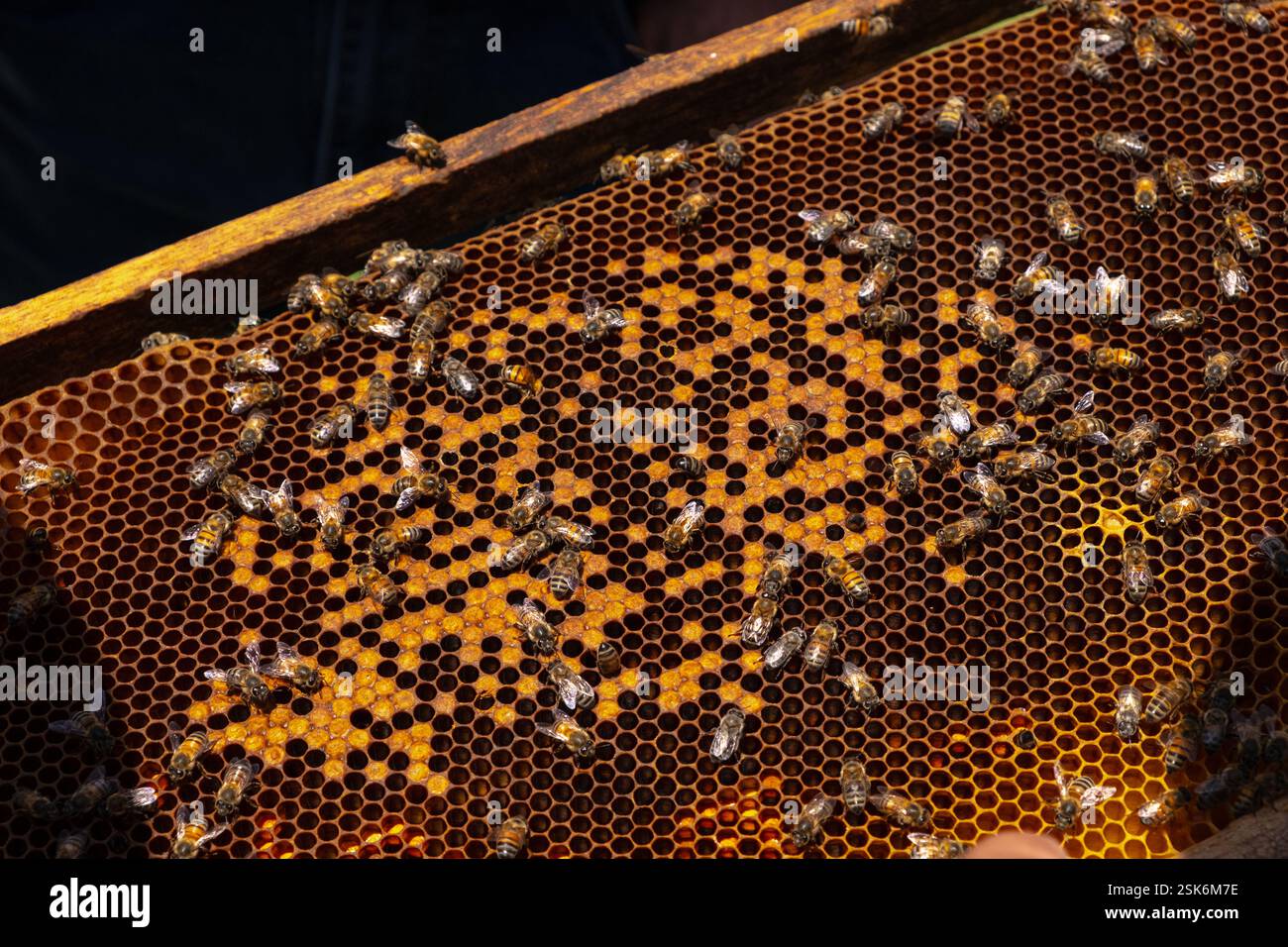 Bee colony on a beehive Stock Photo - Alamy