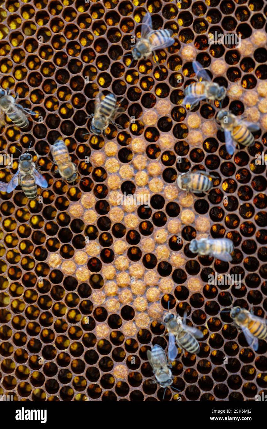Bee colony on a beehive Stock Photo - Alamy