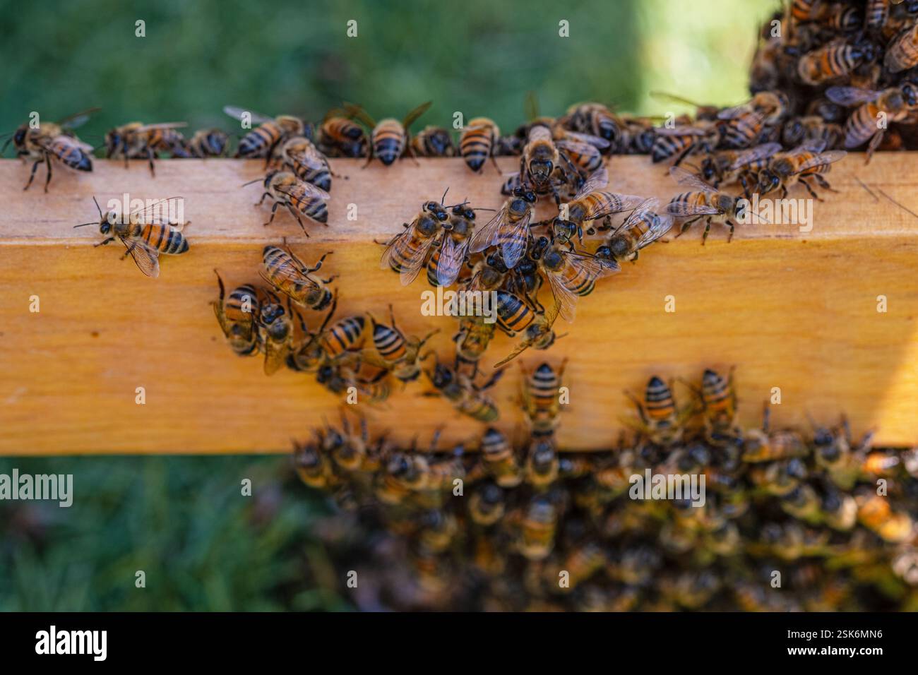 Bee colony on a beehive Stock Photo - Alamy