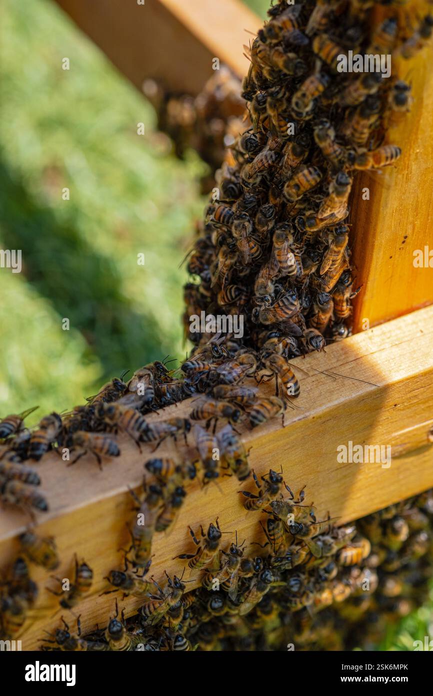 Bee colony on a beehive Stock Photo - Alamy