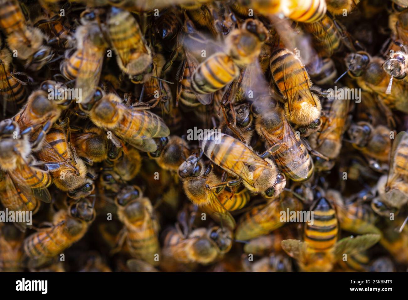 Bee colony on a beehive Stock Photo - Alamy