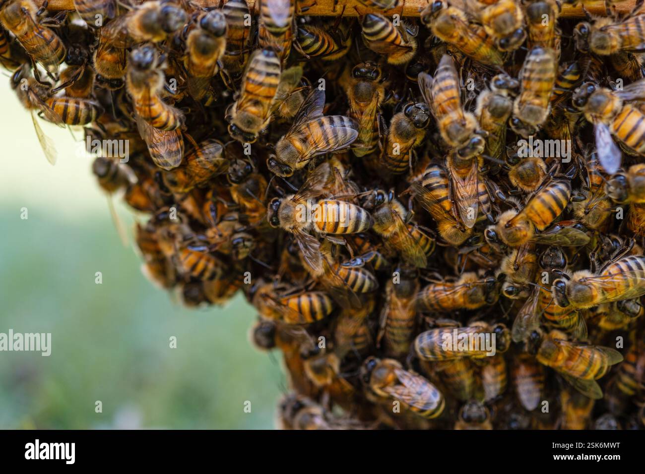 Bee colony on a beehive Stock Photo - Alamy