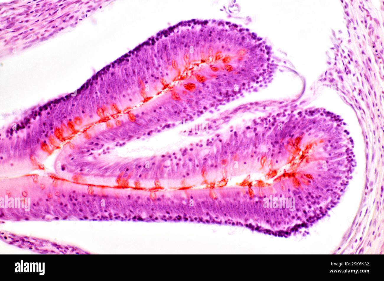 Small intestine. Light micrograph of a section through the small ...