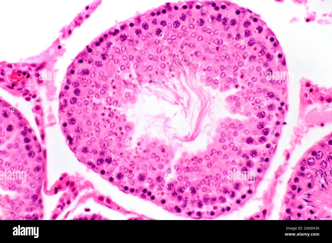 Seminiferous tubule. Light micrograph of a section through a testis ...