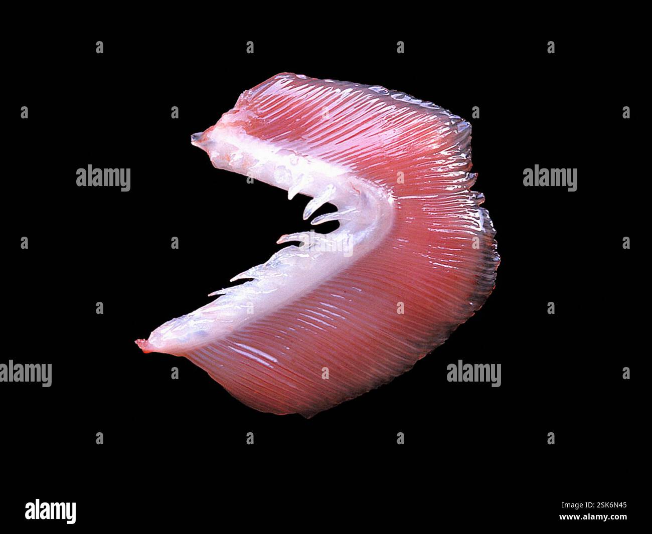 Fish gill. Fish use gills to extract oxygen from the surrounding water ...