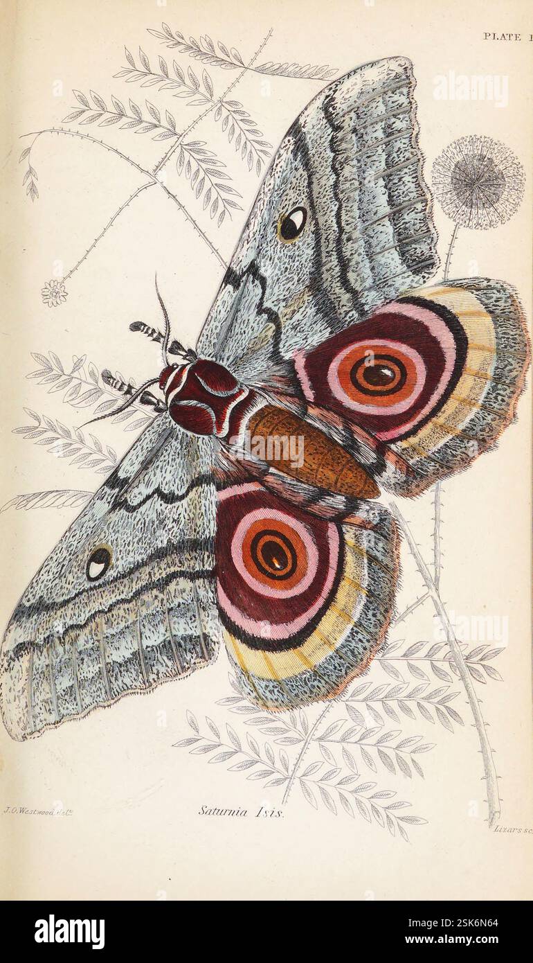 Illustration of a speckled emperor, or chipumi, moth (Gynanisa maja ...