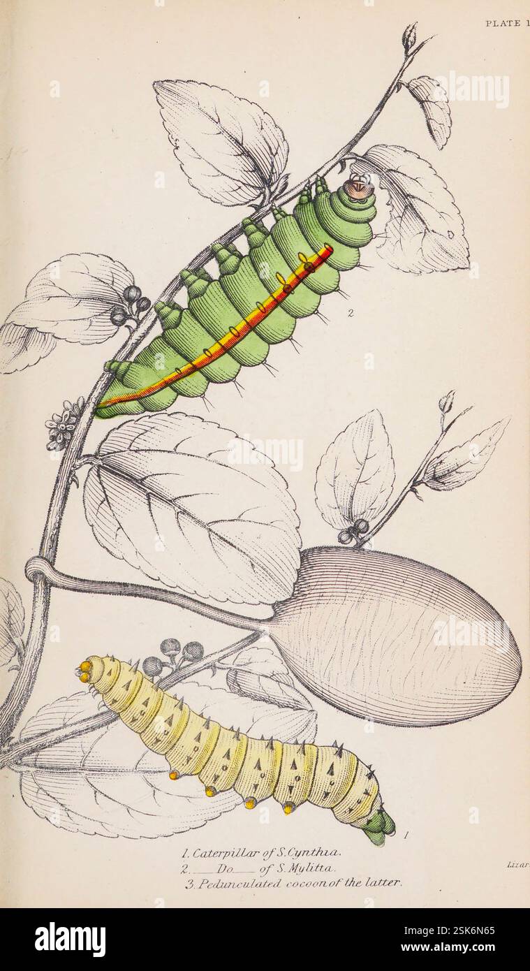 Illustration of the caterpillar and pedunculated cocoon of Saturnia ...