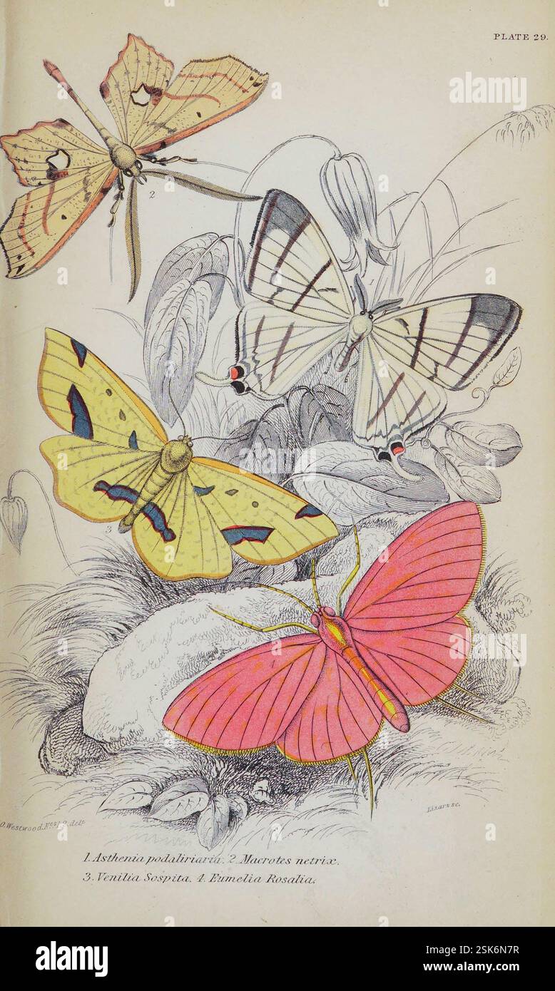 Illustration of Asthenia podaliriaria, Macrotes netrix, Venilia sospeta ...
