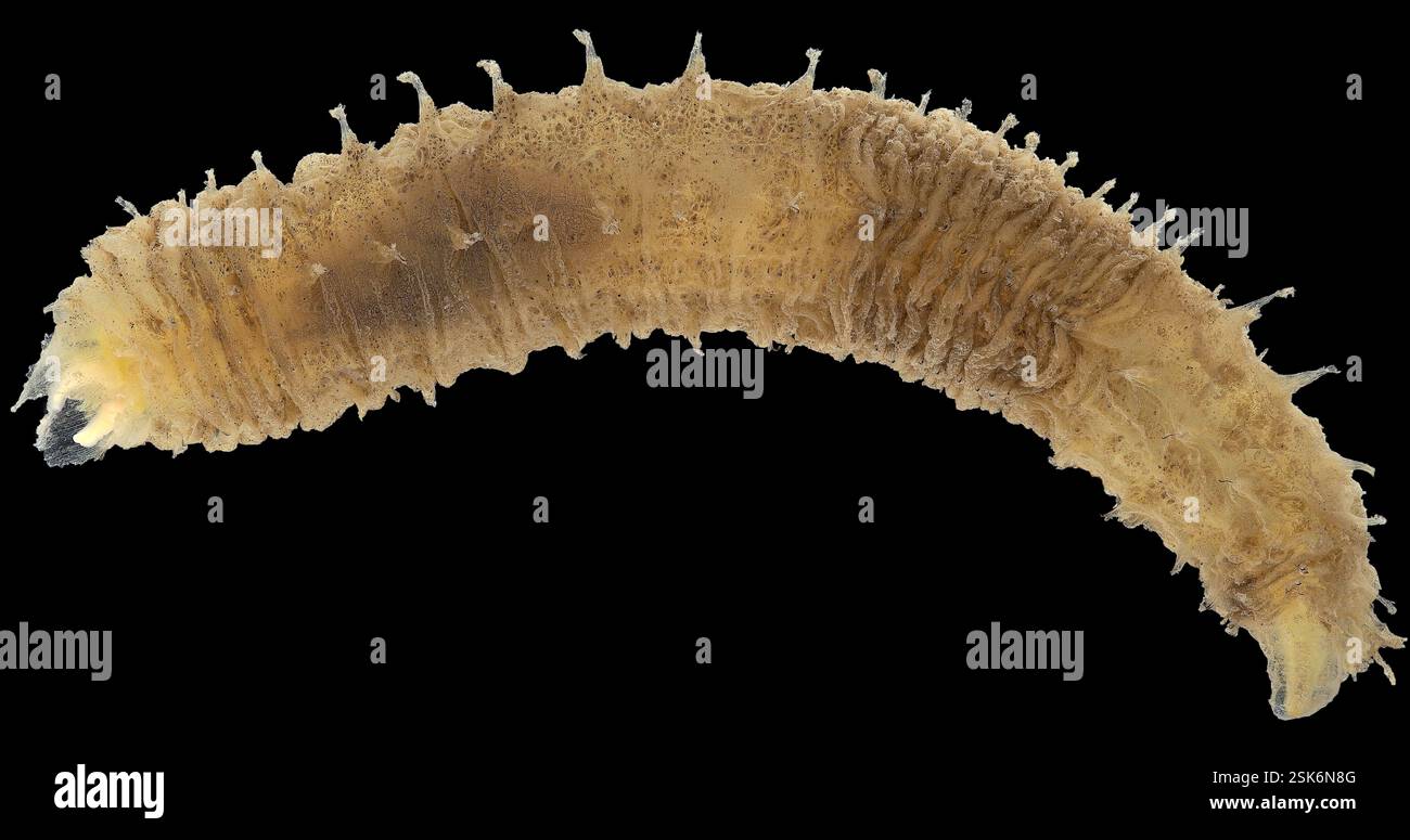 Bristle cage worm (Flabelligera sp.). These worms form a protective ...