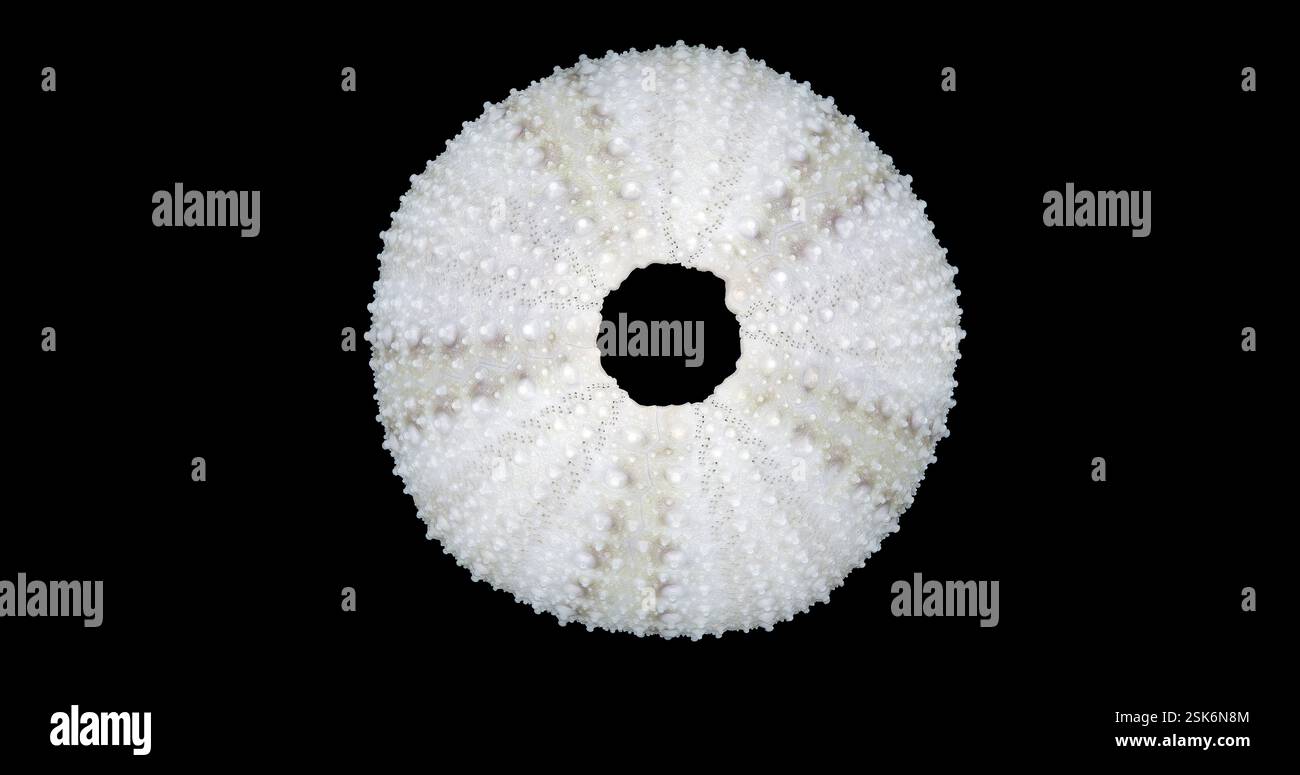 Pale sea urchin (Strongylocentrotus pallidus) skeleton Stock Photo - Alamy