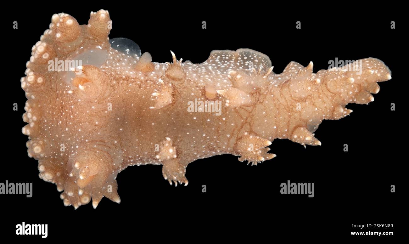 Nudibranch (Dendronotus robustus). Specimen from the White Sea Stock ...
