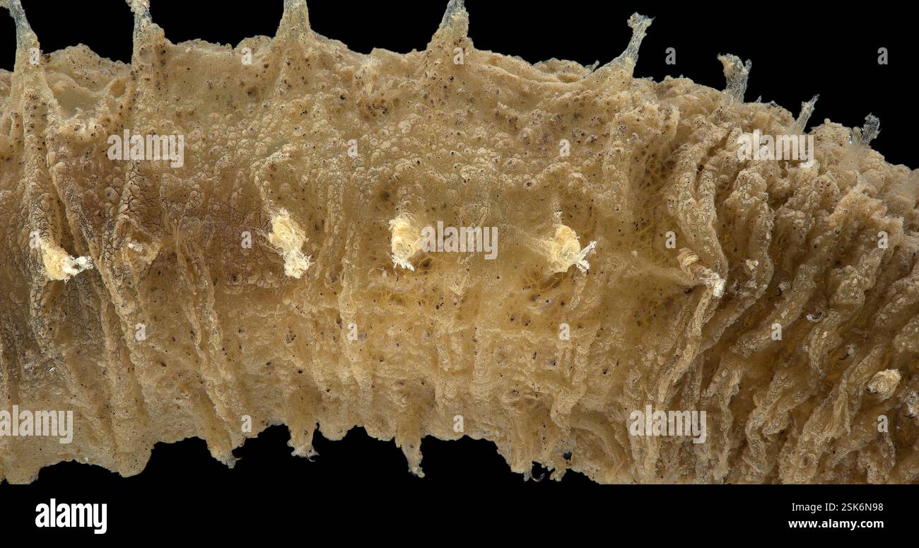 Bristle cage worm (Flabelligera sp.). These worms form a protective ...