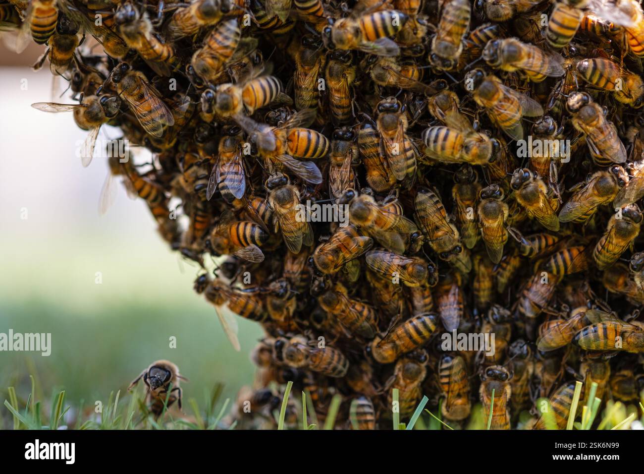 Bee colony on a beehive Stock Photo - Alamy