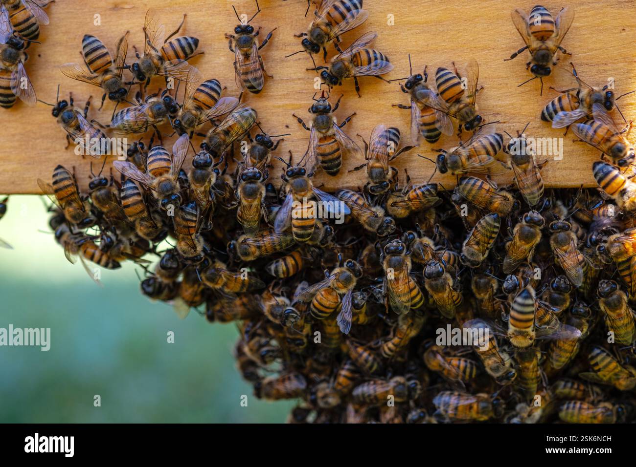 Bee colony at a beehive hi-res stock photography and images - Alamy
