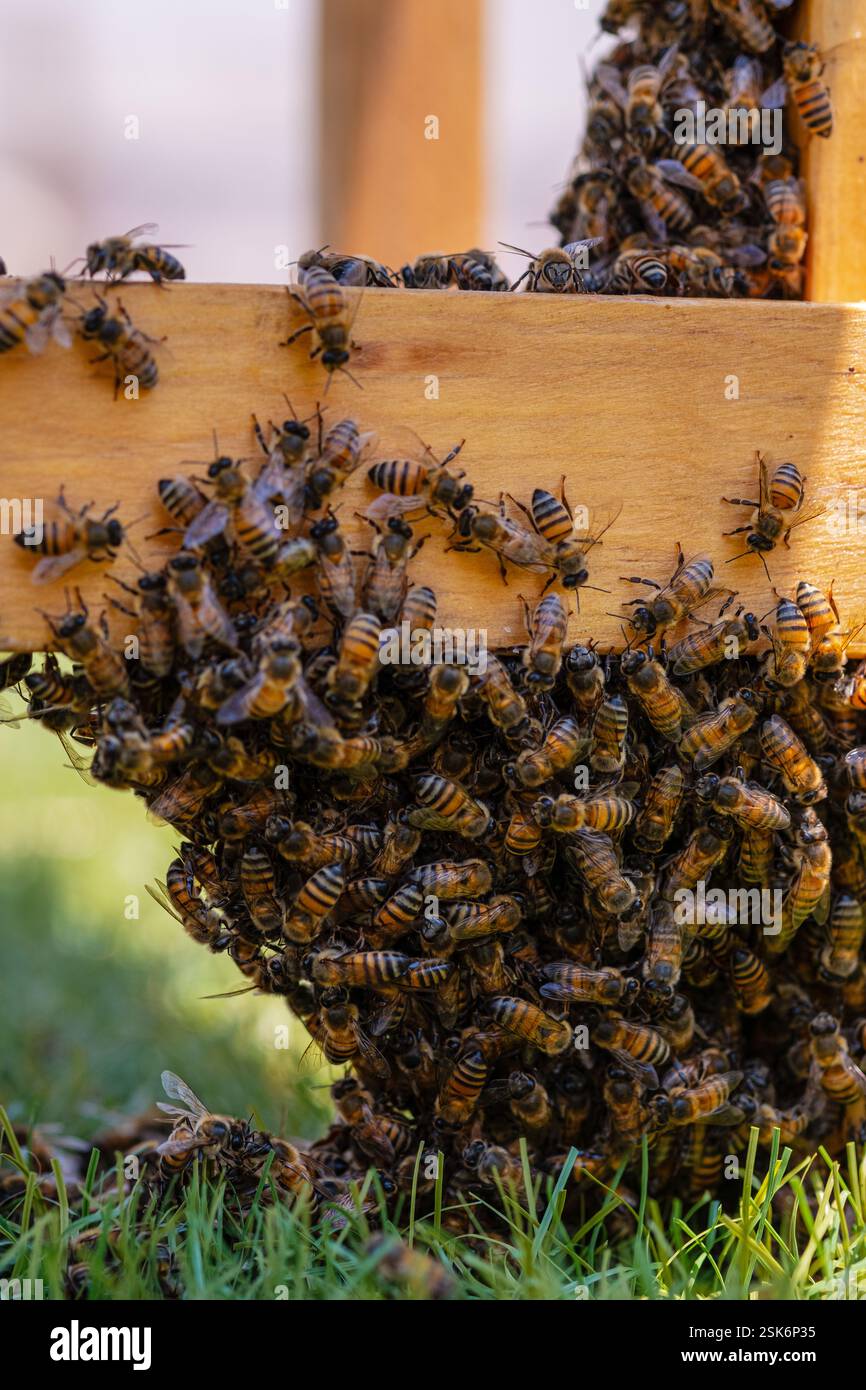 Bee colony on a beehive Stock Photo - Alamy