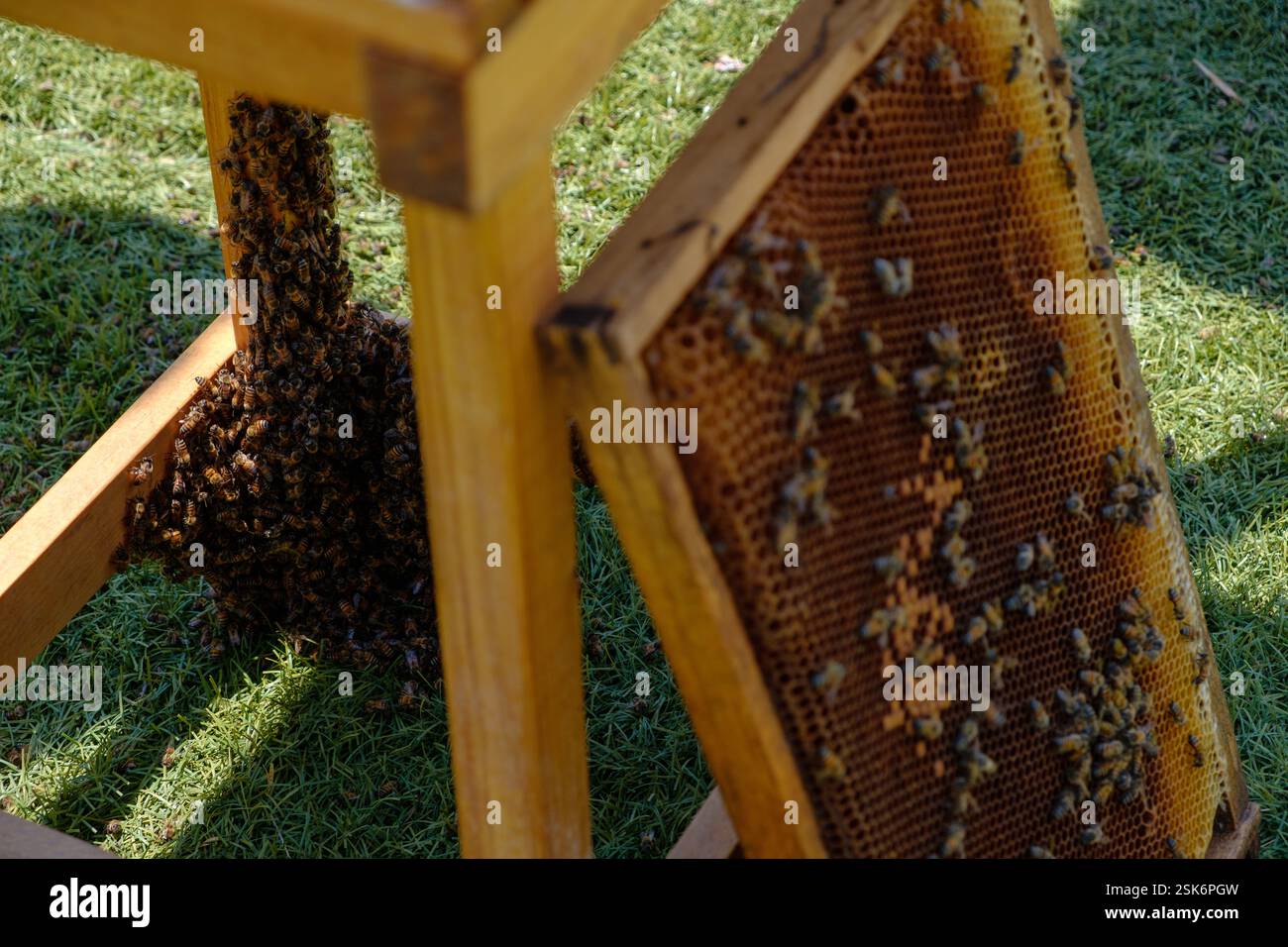 Bee colony on a beehive Stock Photo - Alamy