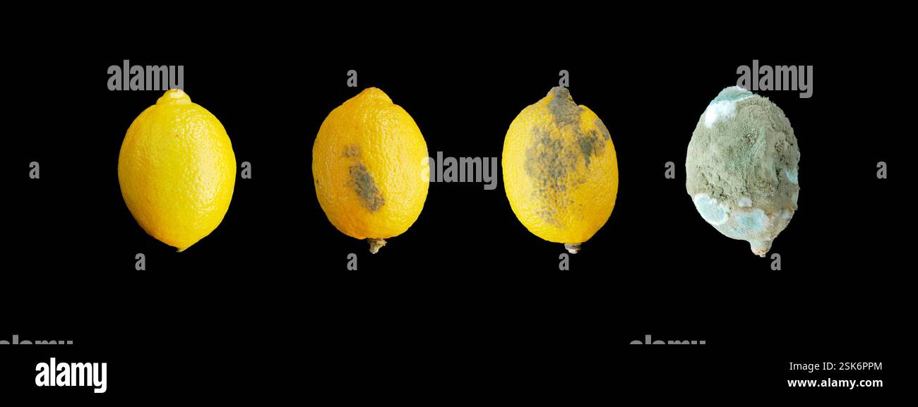 Development of mould on lemons. Sequence of images showing Penicillium ...