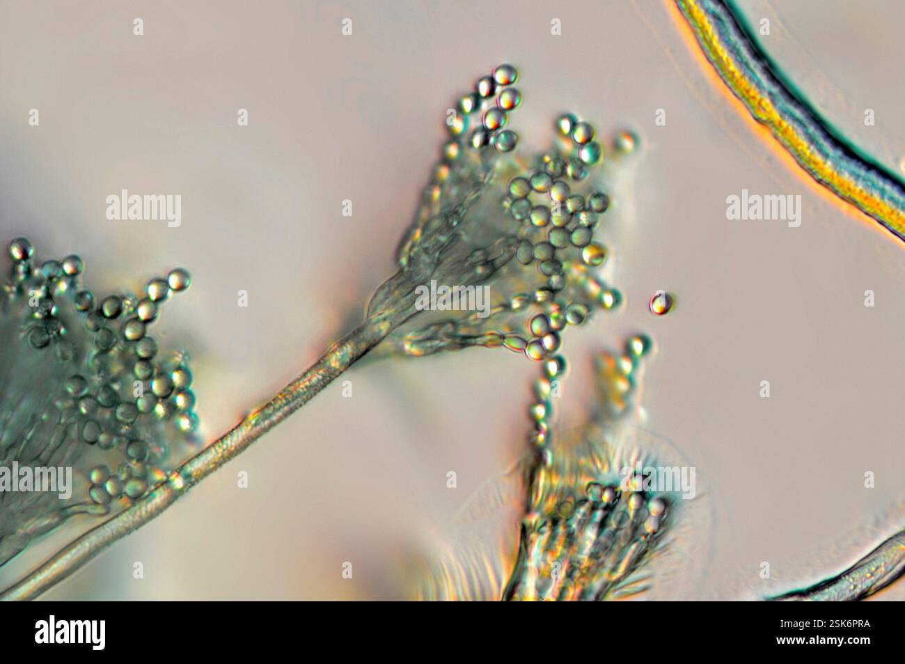 Penicillium mould. Light micrograph of Penicillium italicum fungus. P ...