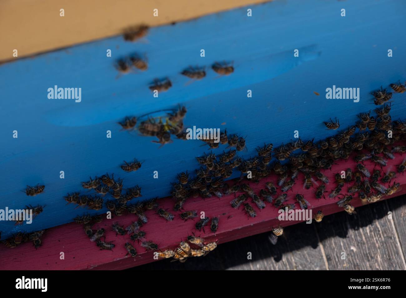 Bee colony on a beehive Stock Photo - Alamy