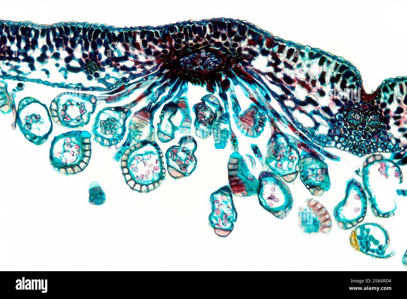 Christmas fern spores. Light micrograph of spores in a sorus on the underside of a Christmas ...