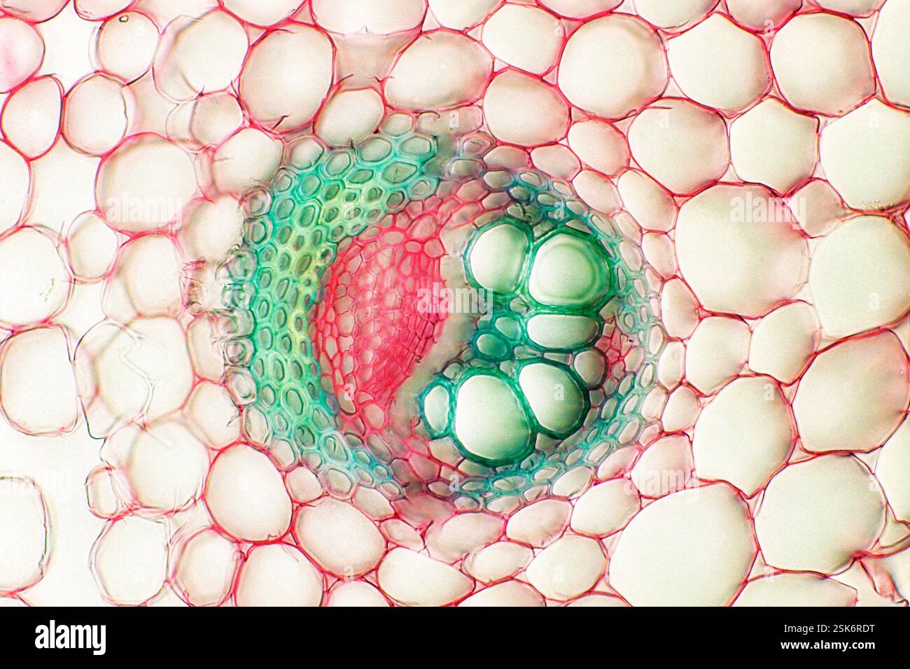 Buttercup stem. Light micrograph of a section through a buttercup stem ...