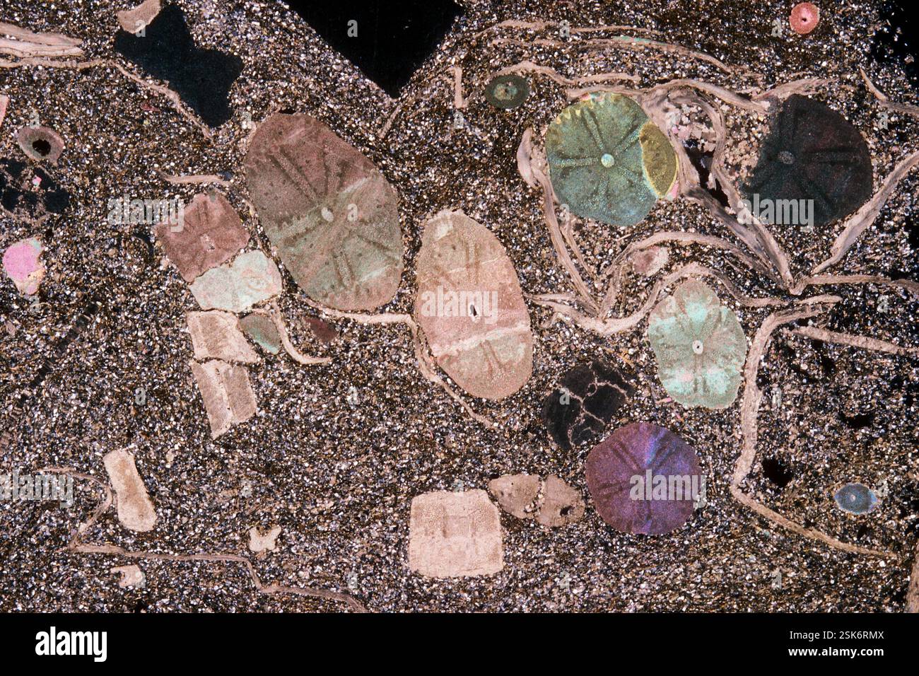Fossil crinoids. Polarised light micrograph of fossil crinoid sections ...