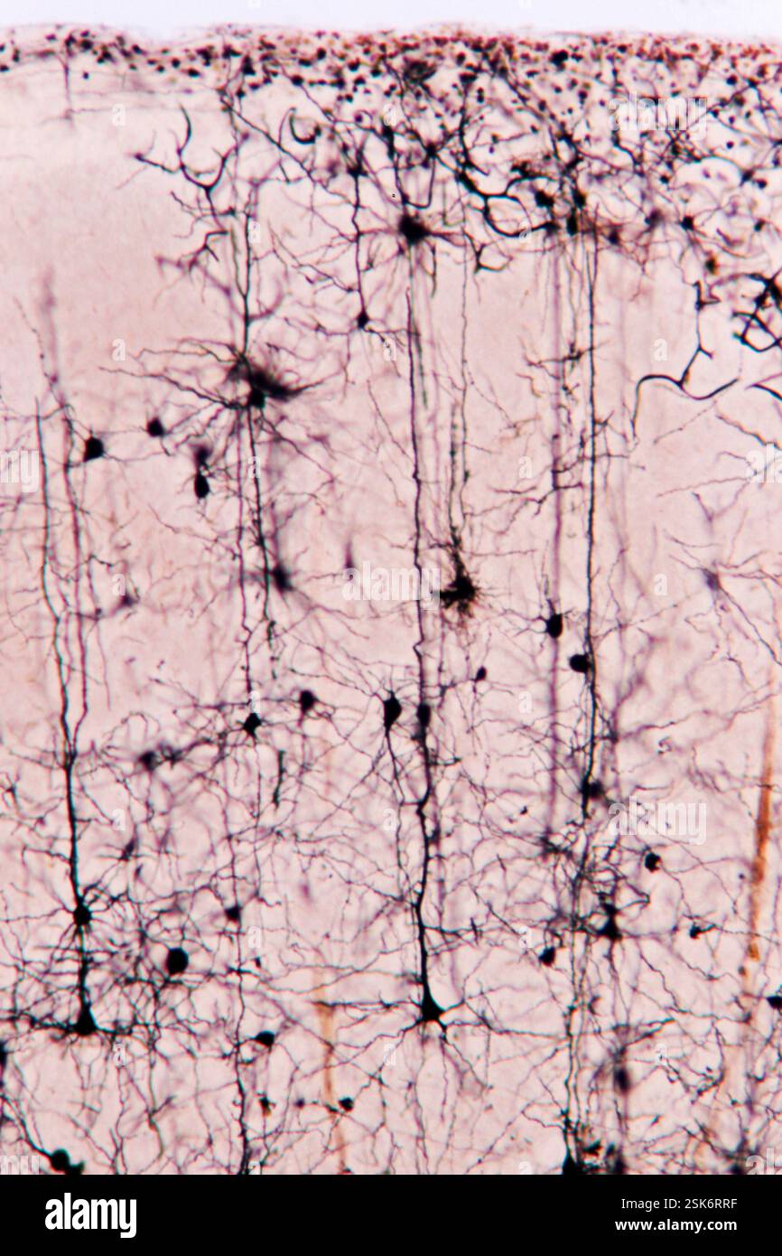 Pyramidal nerve cells Stock Photo - Alamy
