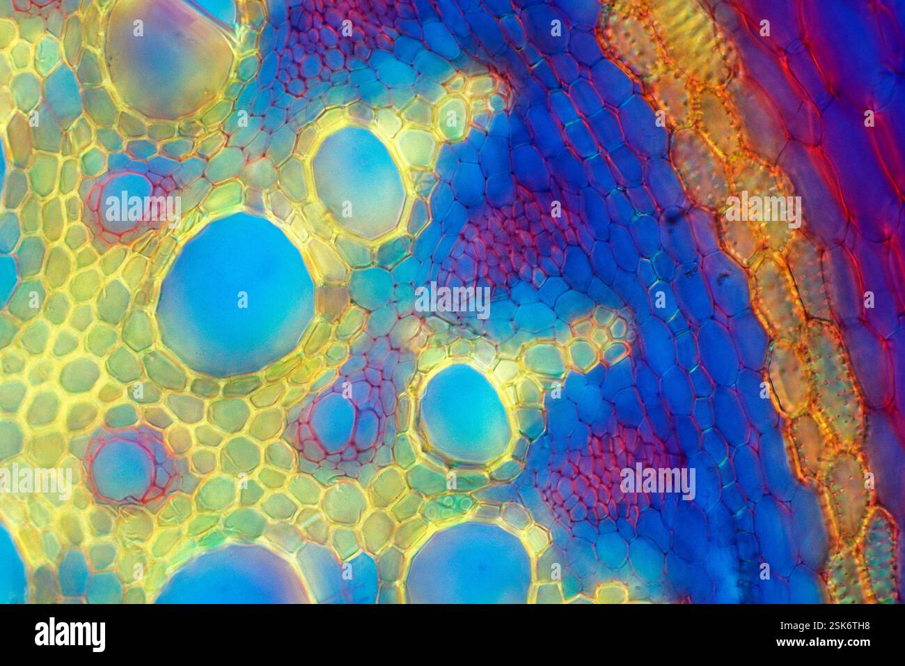 Philodendron aerial root. Polarised light micrograph of a section ...