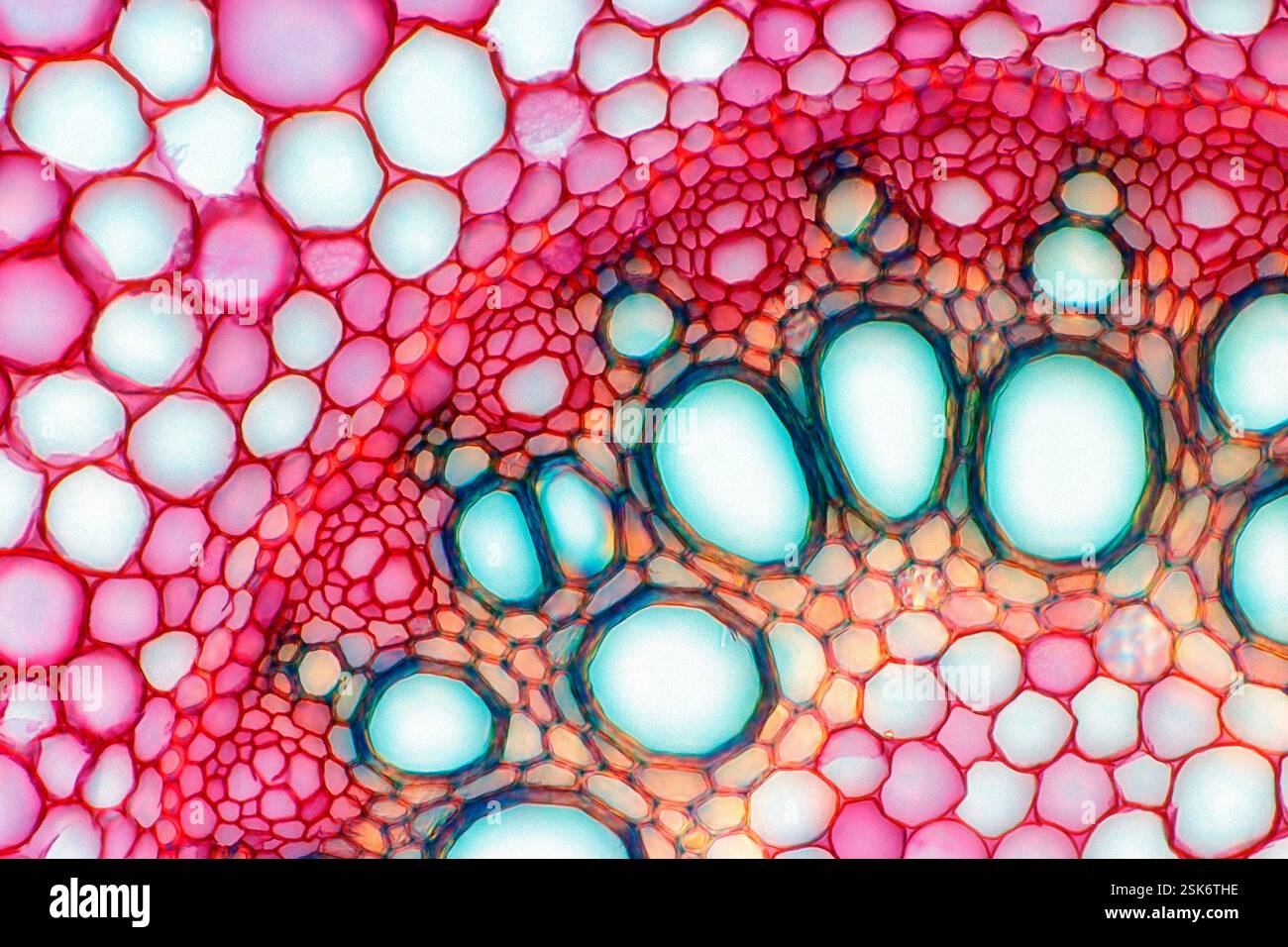 Asparagus root. Light micrograph of a section through the central part ...