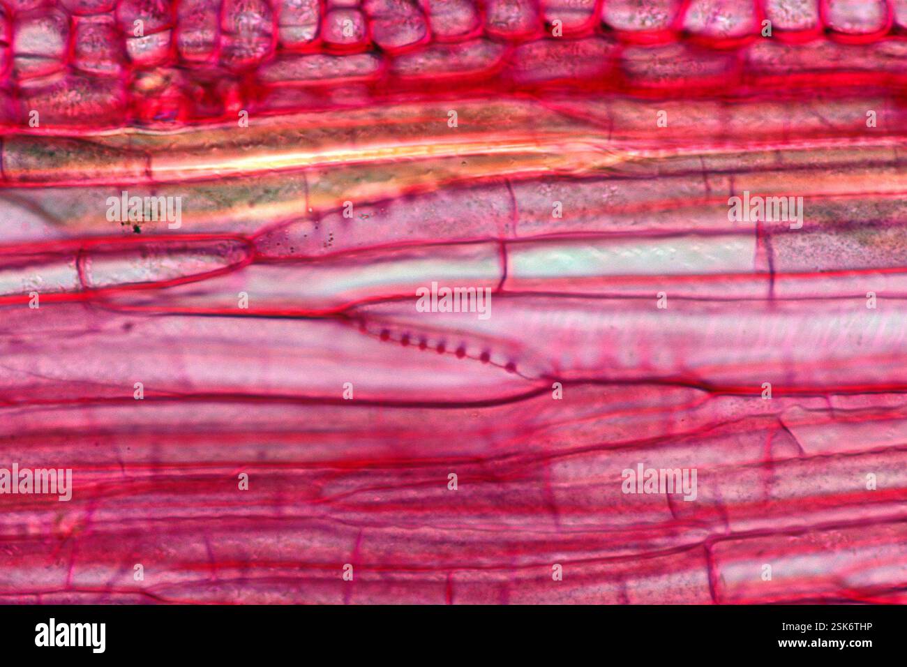 Grape vine stem, light micrograph Stock Photo - Alamy