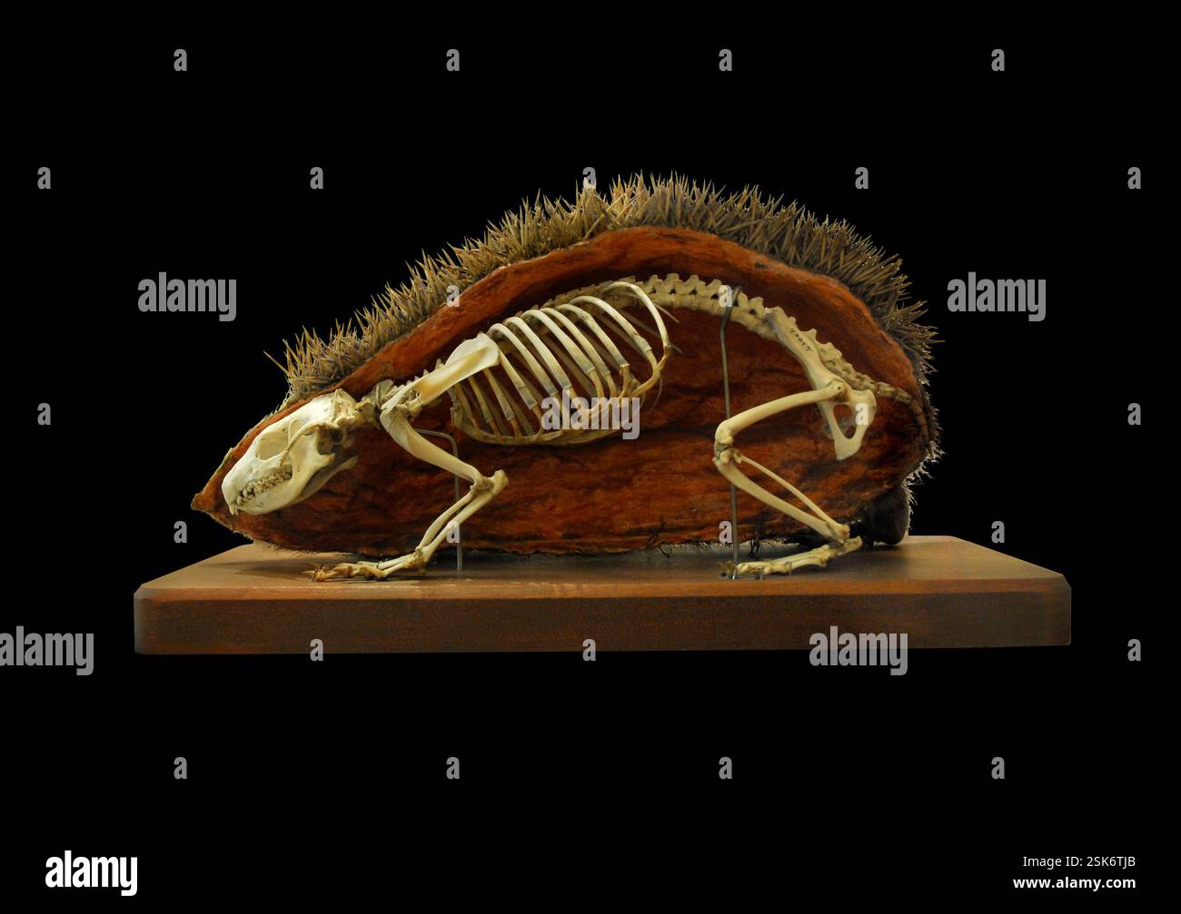 Hedgehog skeleton. Section through the preserved body of a hedgehog ...