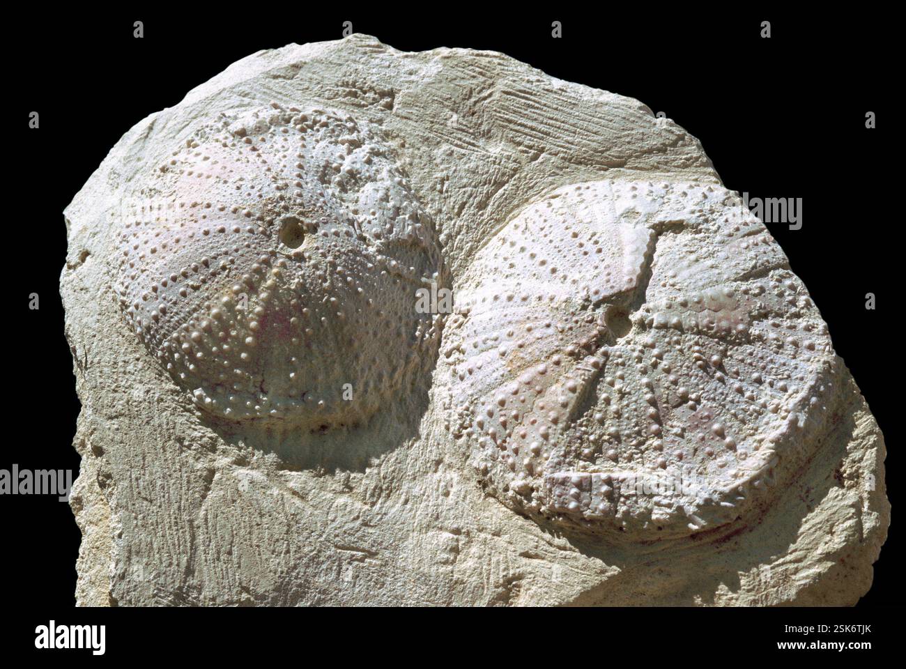 Sea urchin fossils. Rock containing two fossils of Dripneus sp. sea ...