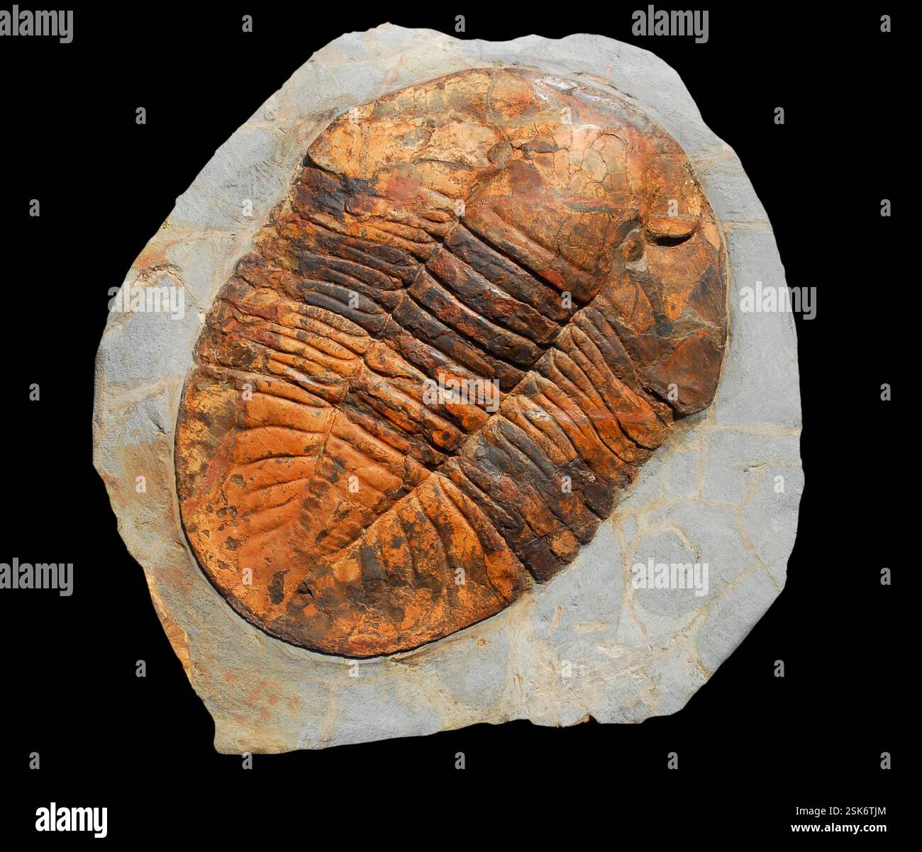 Trilobite fossil. This bottom dwelling marine arthropod inhabited seas ...