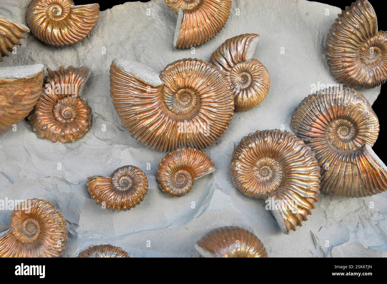 Ammonite fossils. Ammonites are extinct marine invertebrates. They ...
