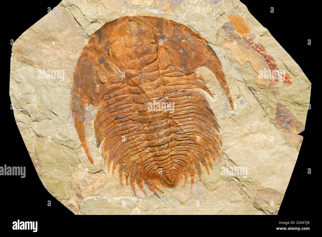 Trilobite fossil. This bottom dwelling marine arthropod inhabited seas ...