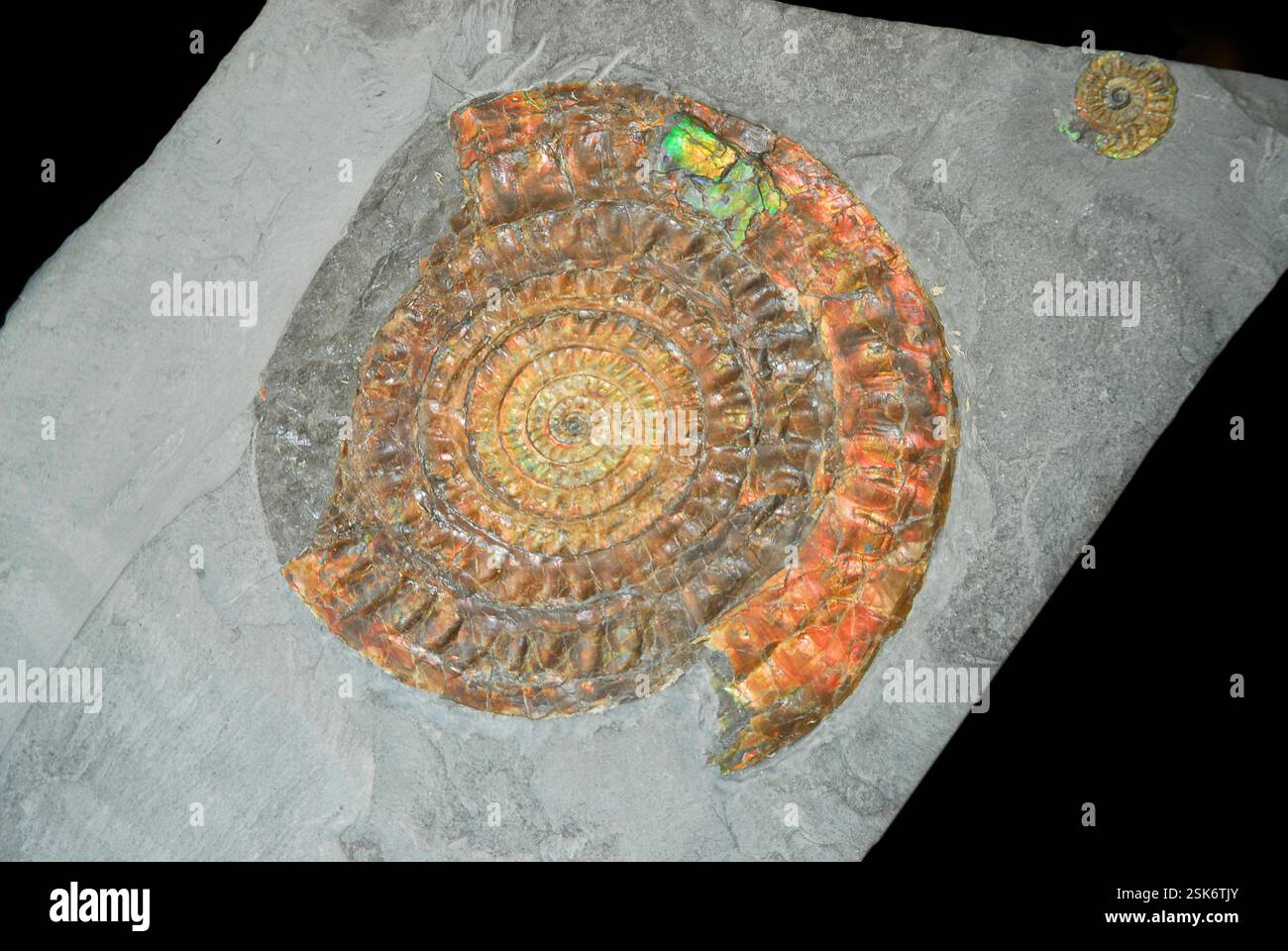 Ammonite fossil. Ammonites are extinct marine invertebrates. They first ...