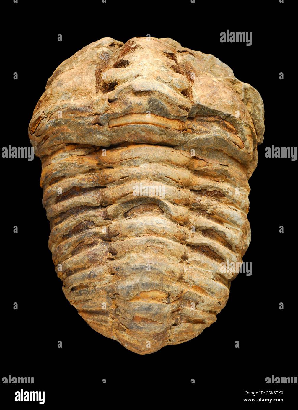 Trilobite fossil (Diacalymene ouzregui). This extinct bottom dwelling ...
