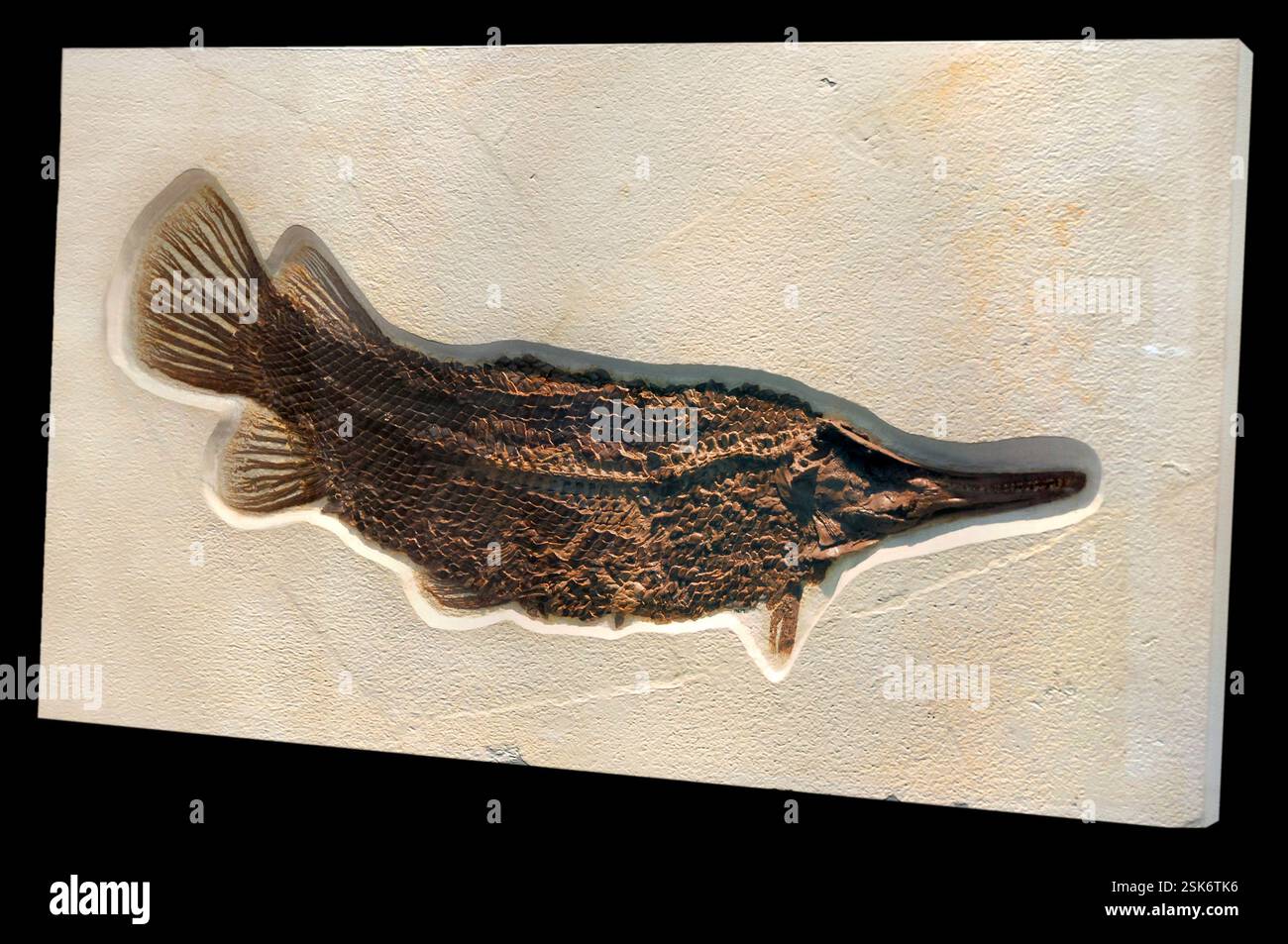 Fossil gar fish (Lepisosteus simplex) in sedimentary rock. This fossil ...