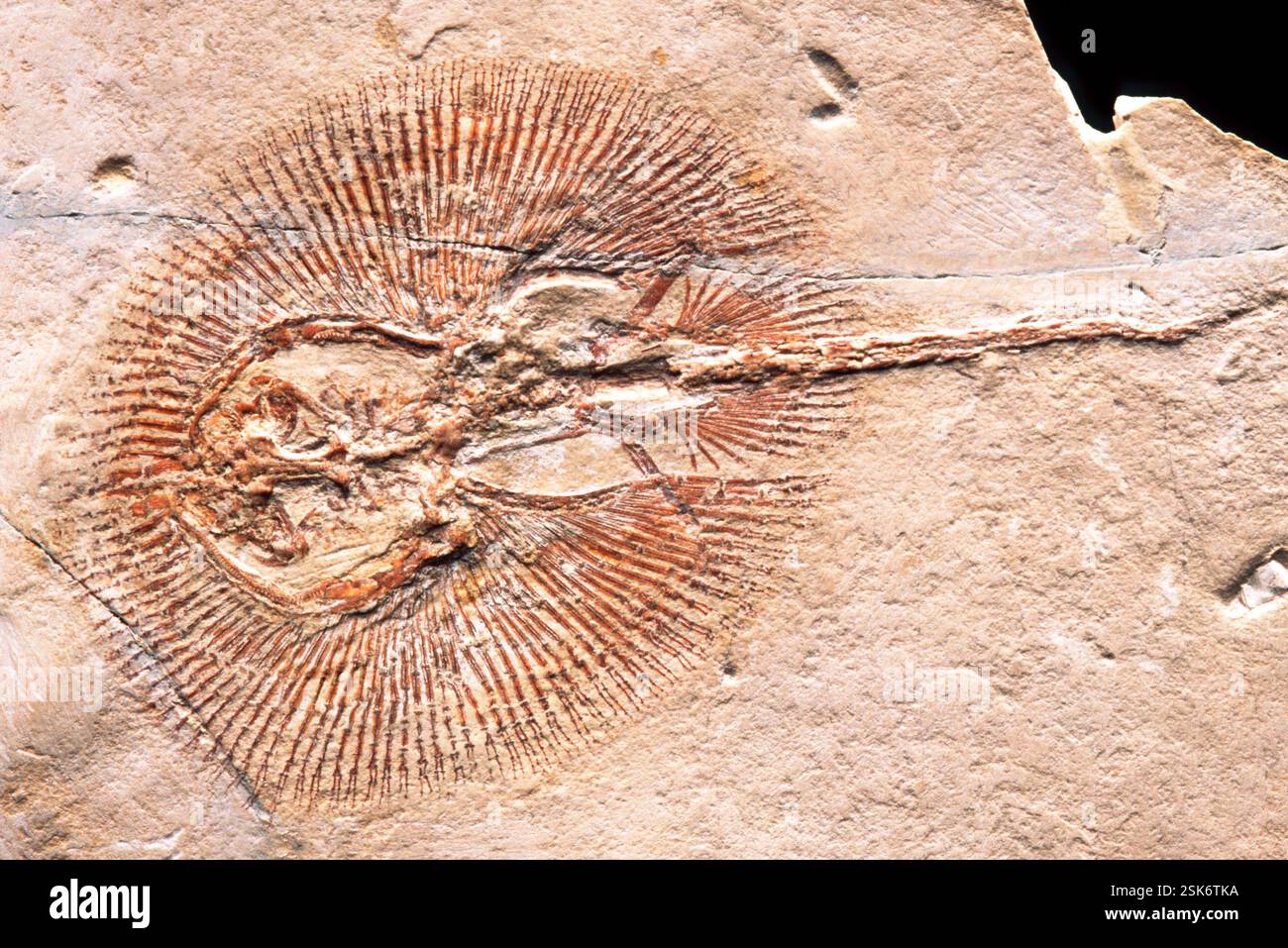 Skate fossil. Rock containing a fossil (dark brown areas) of a ...