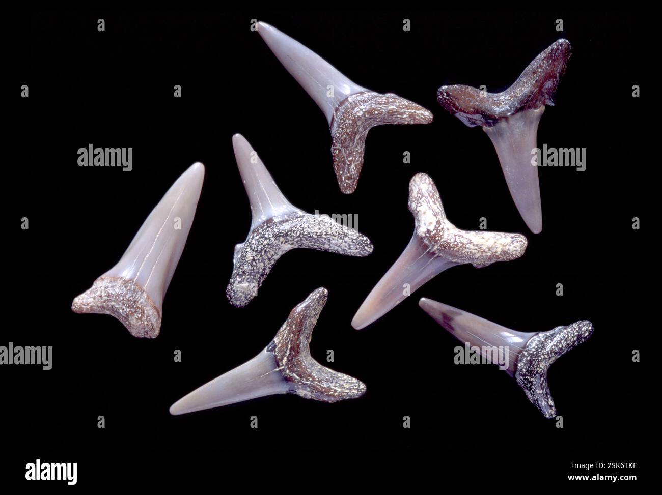 Shark tooth fossils. Collection of fossils of shark teeth. Sharks are predatory fish that first ...