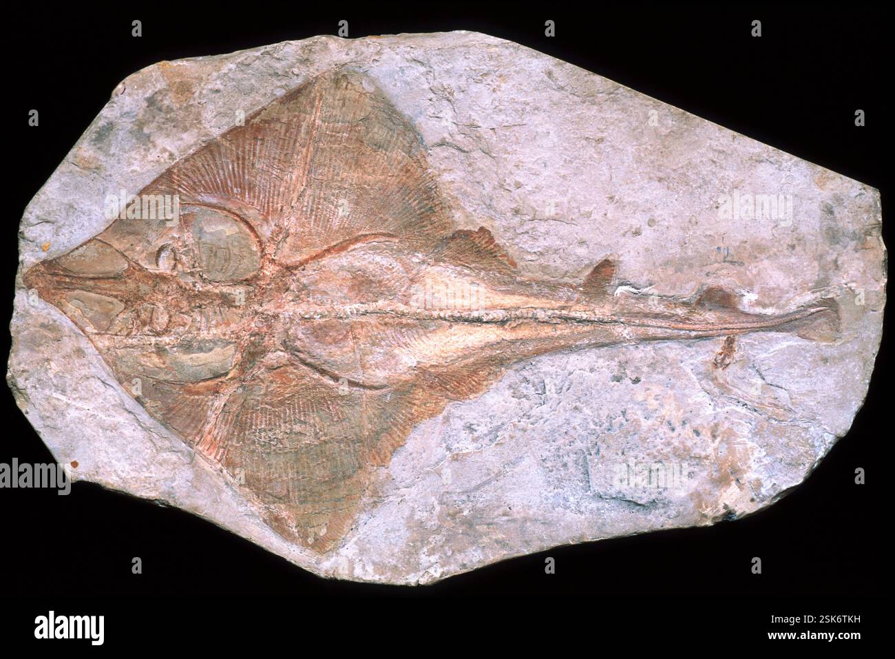 Skate fossil. Rock containing a fossil (brown areas) of a skate, a ...
