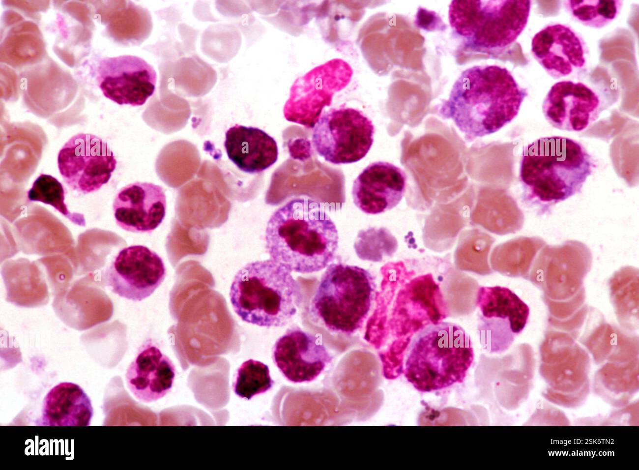 Bone marrow blood cells. Light micrograph of blood cells forming in ...