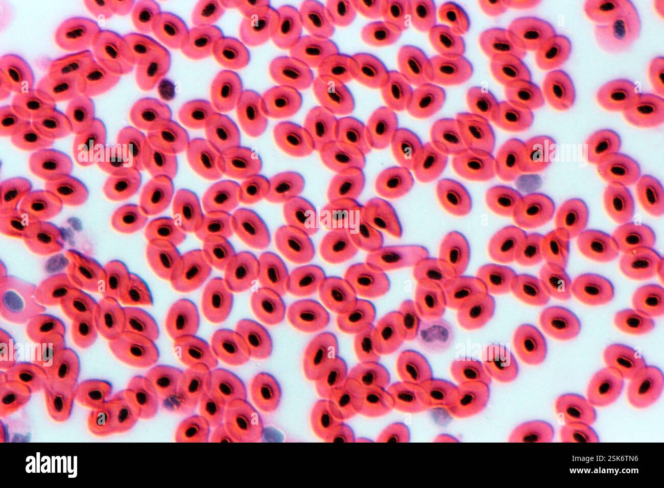 Frog red blood cells. Light micrograph of red blood cells (red) from a ...