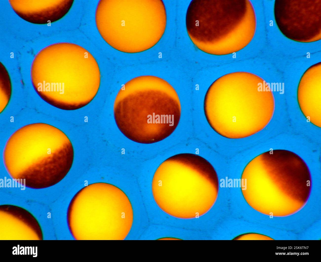 Secondary oocytes of the African clawed frog, Xenopus laevis. This frog ...