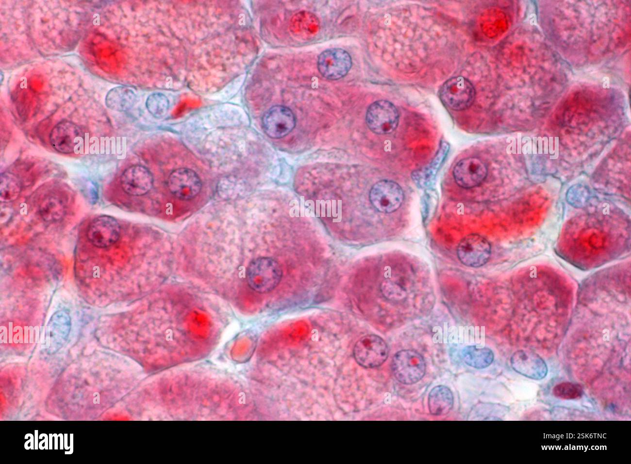 Pancreas cells. Light micrograph of human pancreas cells (pink) and ...