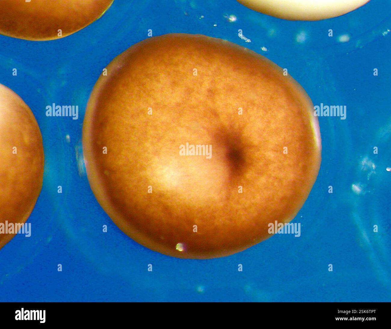 Fertilised egg (zygote) of Xenopus laevis, the African clawed frog ...